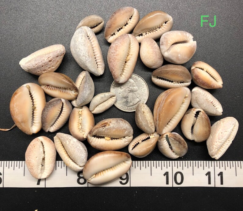 Hawaiian Cowrie and Cowrie Pieces Authentic Hawaiian Cowrie Mix - Etsy