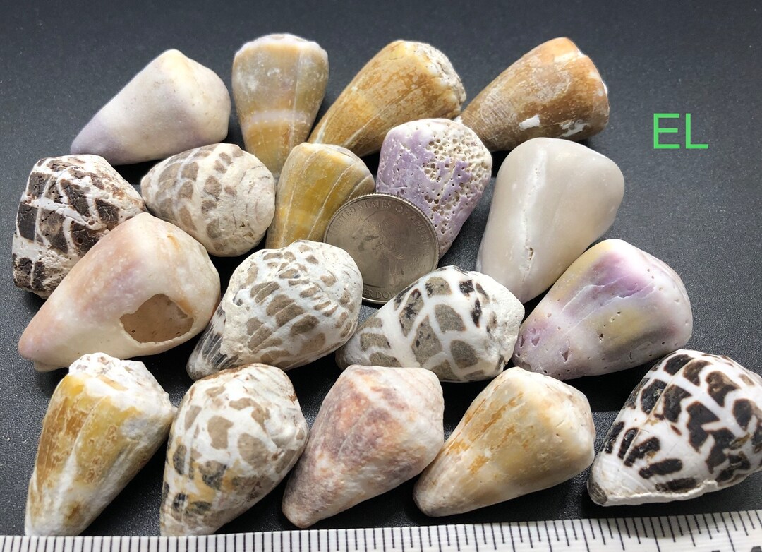 Large Hawaiian Cone Shells Assorted Colors and Patterns - Etsy