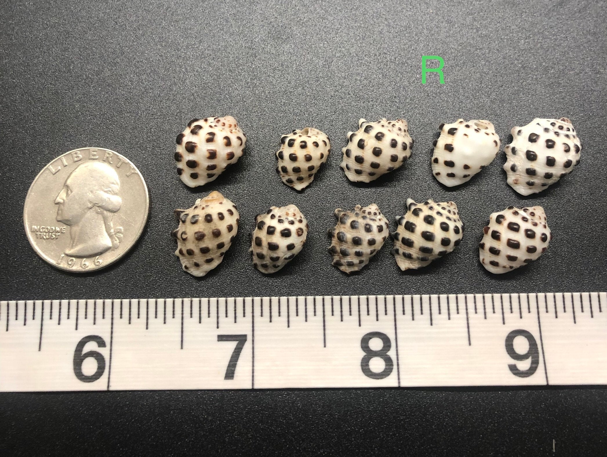 Hawaiian Spotted Drupe Shells Pick Your Pack - Etsy