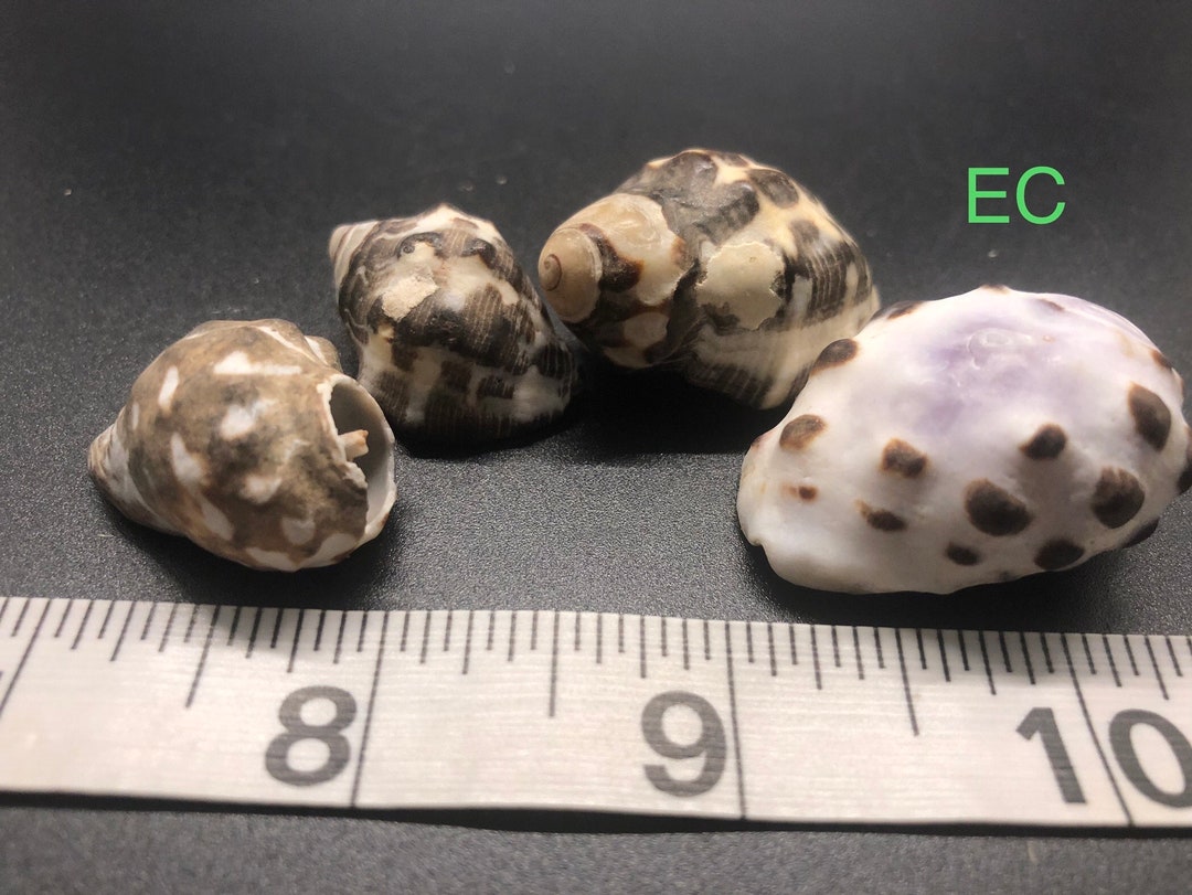 Large Hawaiian Drupe Shells Assorted Drupe Shells - Etsy