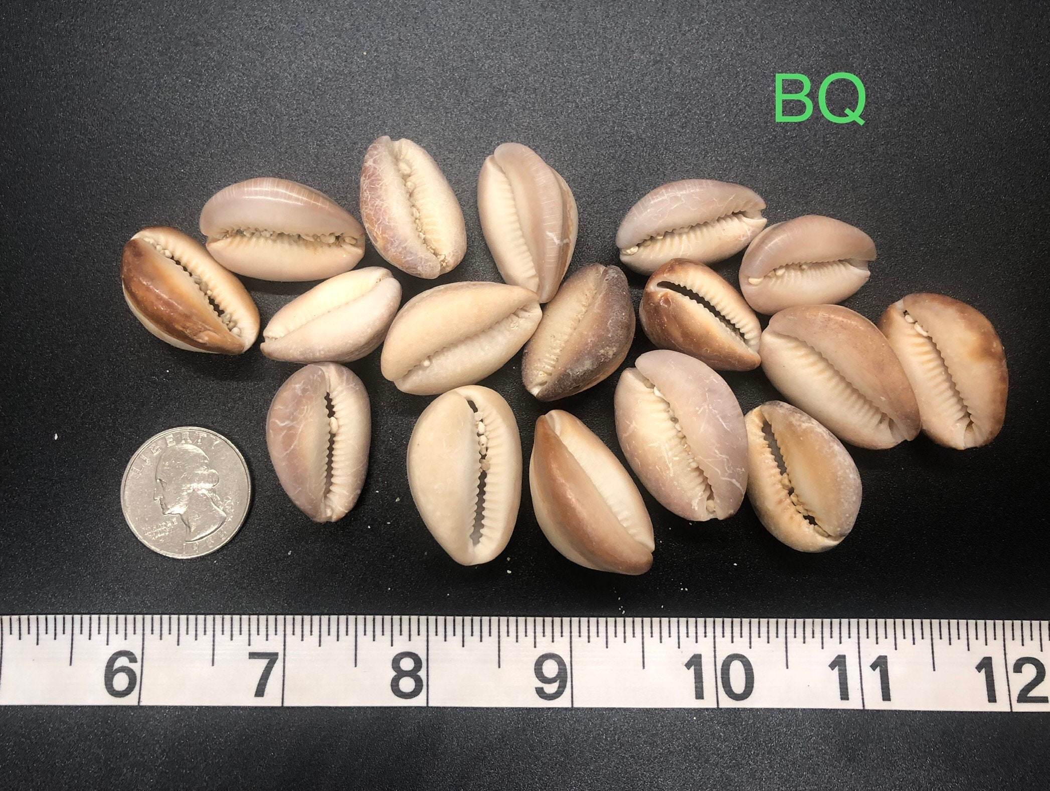 Hawaiian Cowrie Shells Cowrie Mix - Etsy