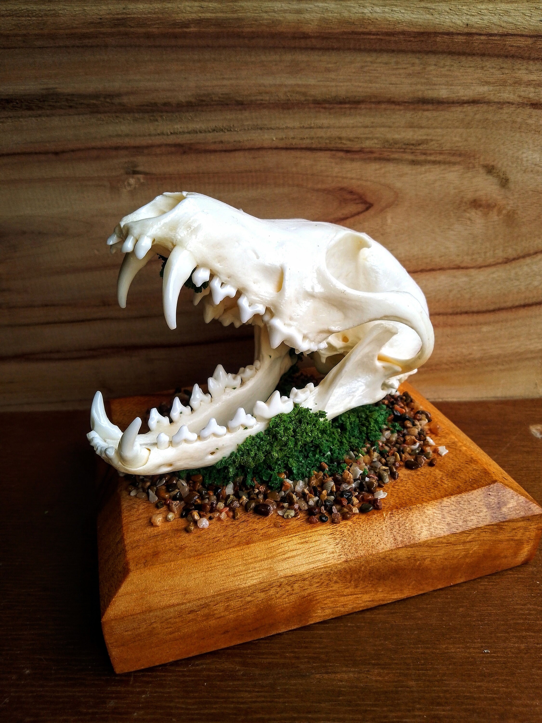 Fox Skull Moss Mount - Etsy