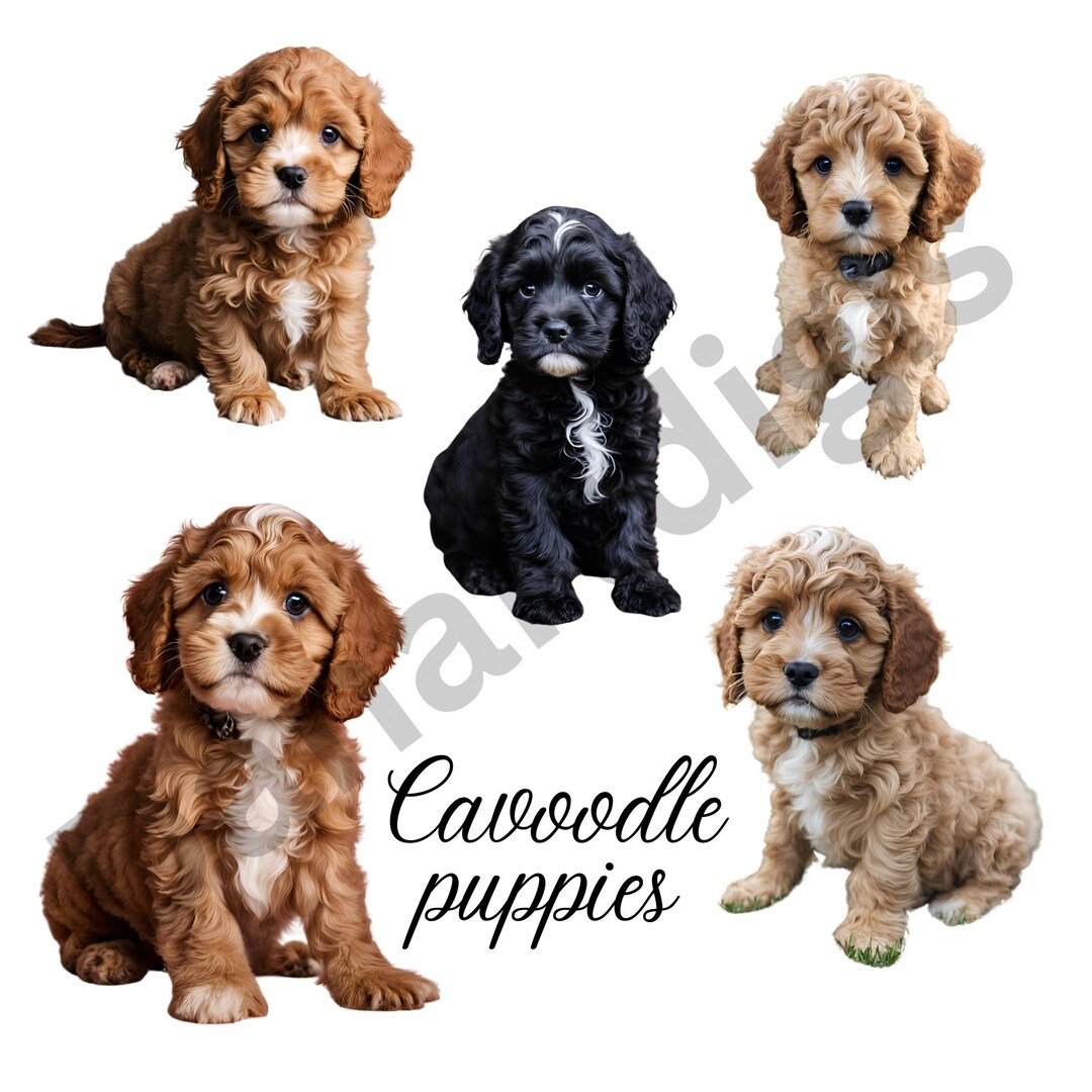 Cavoodle Cavapoo Puppies Set Png Cut Files Original Clip Art Images ...
