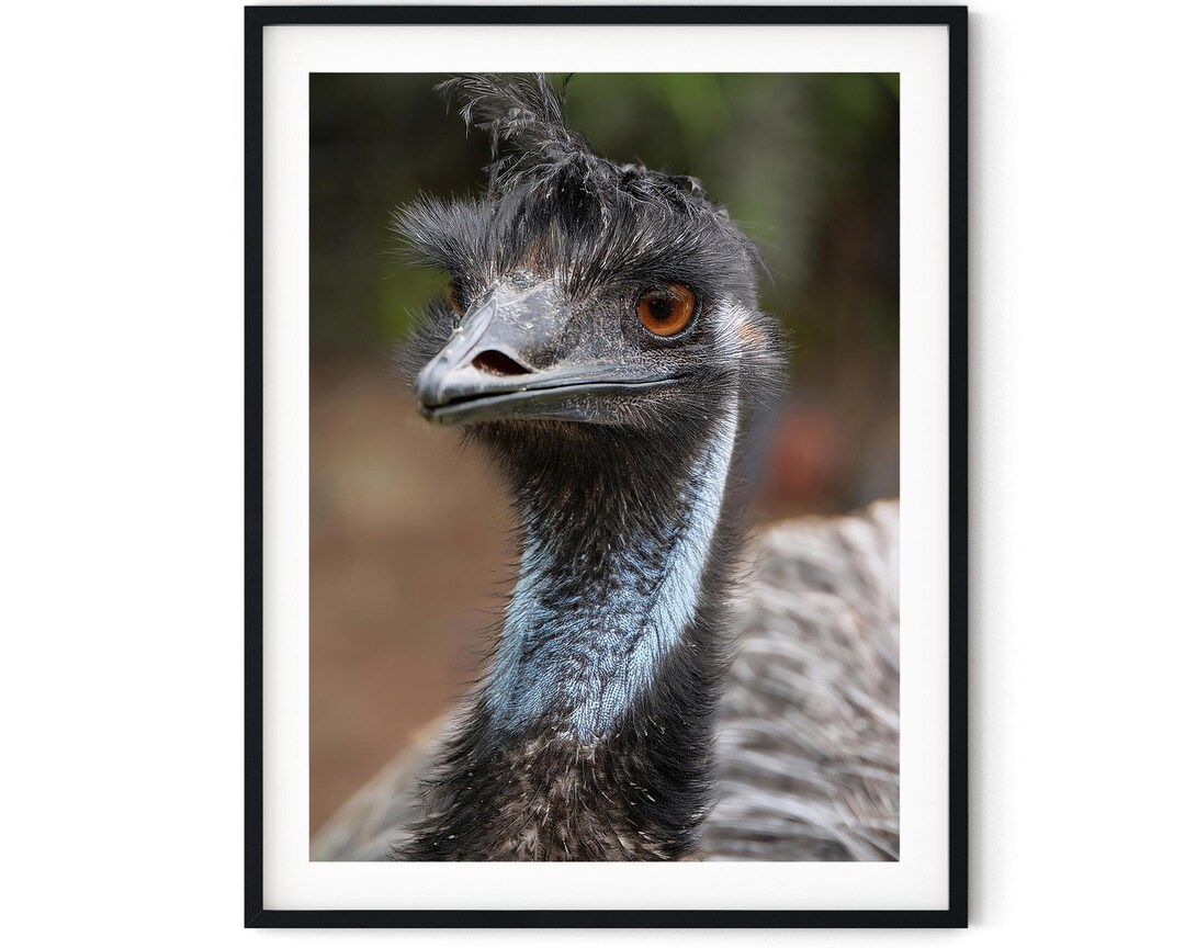 Emu Bird Art Print Painting Photo Instant Digital Download Image - Etsy