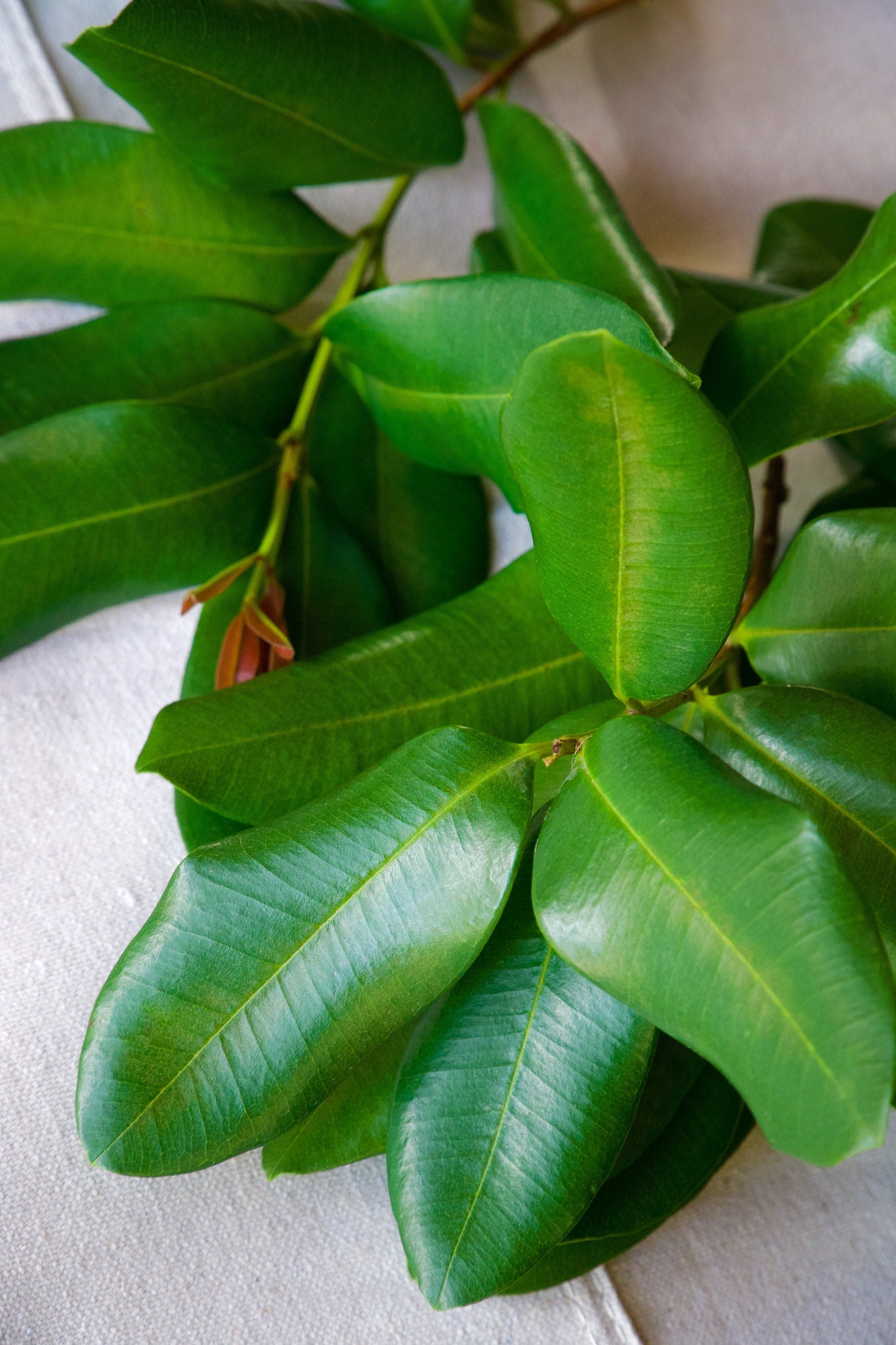Fresh Organic Bay Rum Leaves (pimenta Racemosa) (west Indian Bay Rum ...