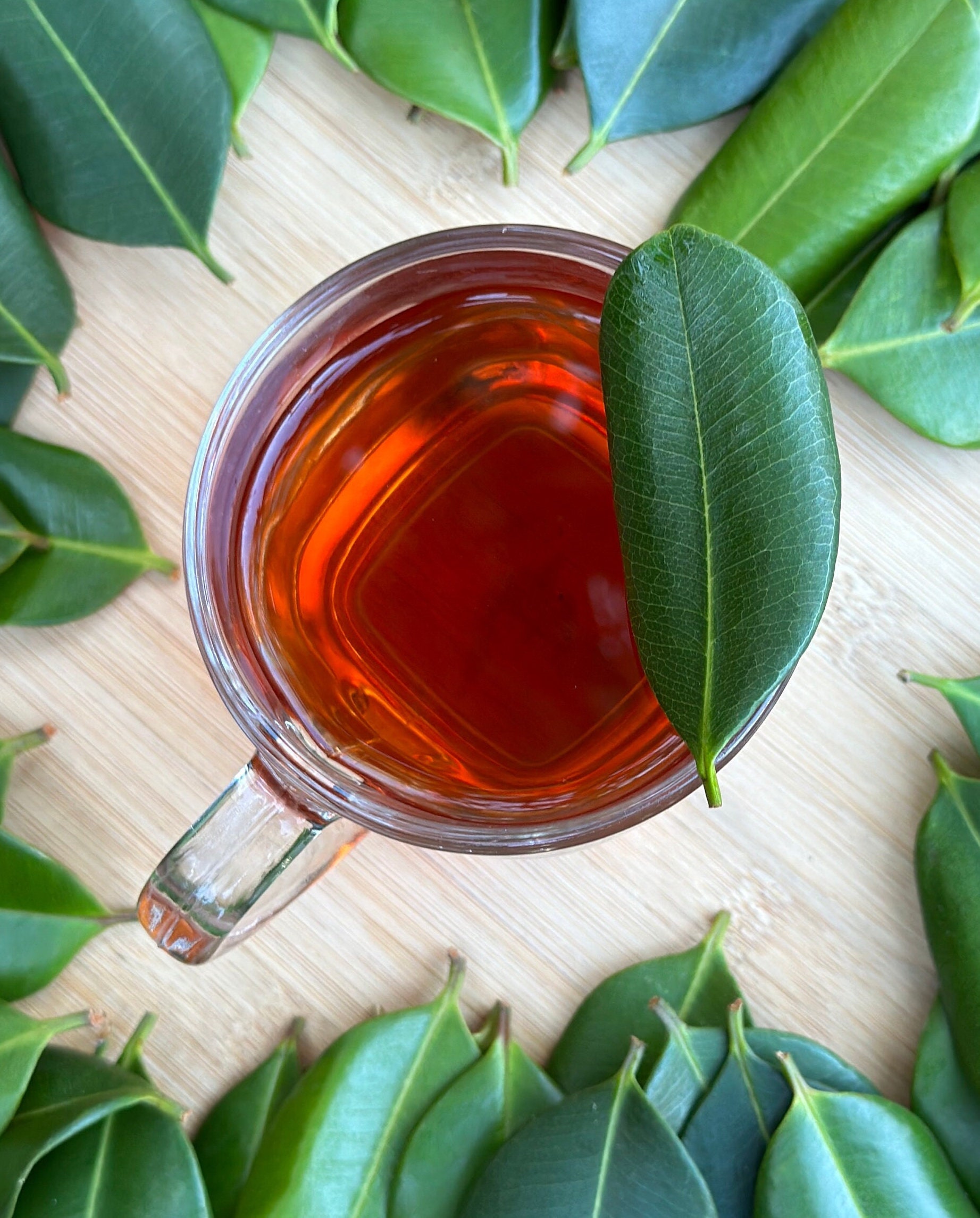 Fresh Organic Bay Rum Leaves (pimenta Racemosa) (west Indian Bay Rum ...