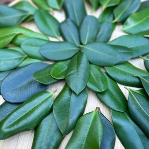 Fresh Organic Bay Rum Leaves (pimenta Racemosa) (west Indian Bay Rum ...