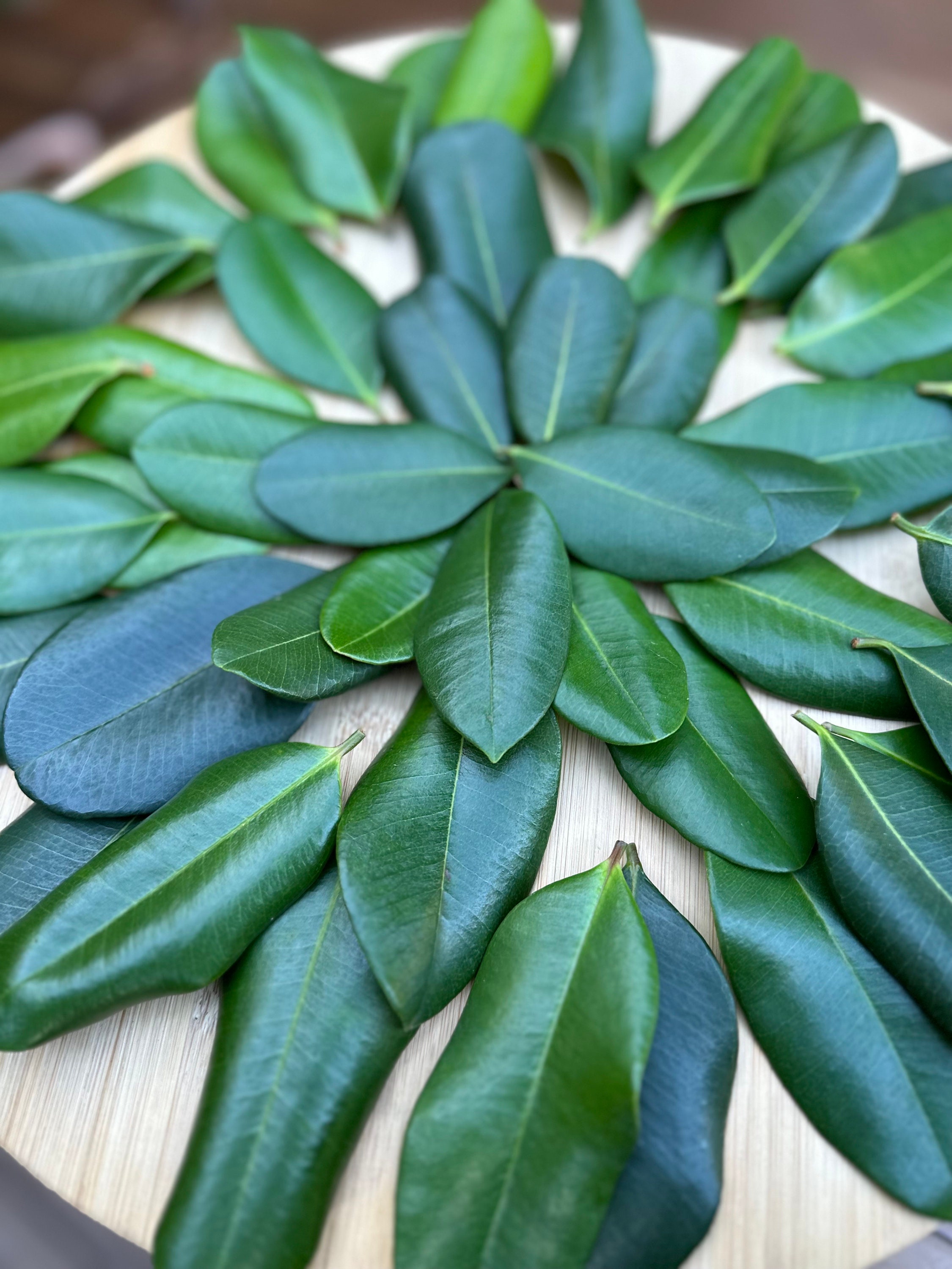 Fresh Organic Bay Rum Leaves (pimenta Racemosa) (west Indian Bay Rum ...