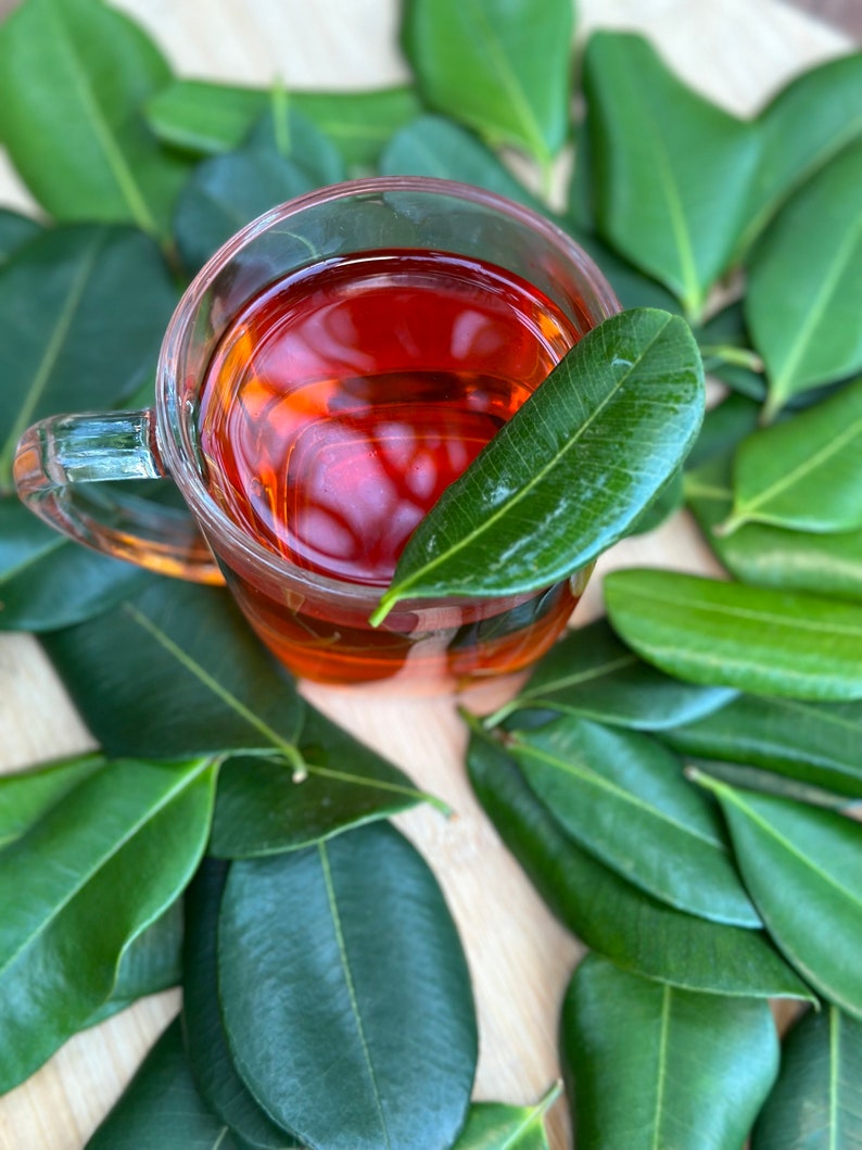 Fresh Organic Bay Rum Leaves (pimenta Racemosa) (west Indian Bay Rum ...