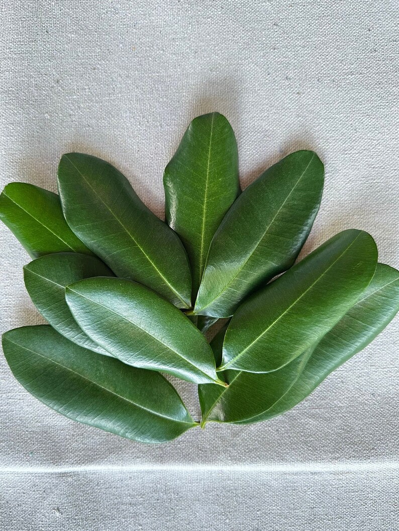 Fresh Organic Bay Rum Leaves pimenta Racemosa west Indian Bay Rum - Etsy