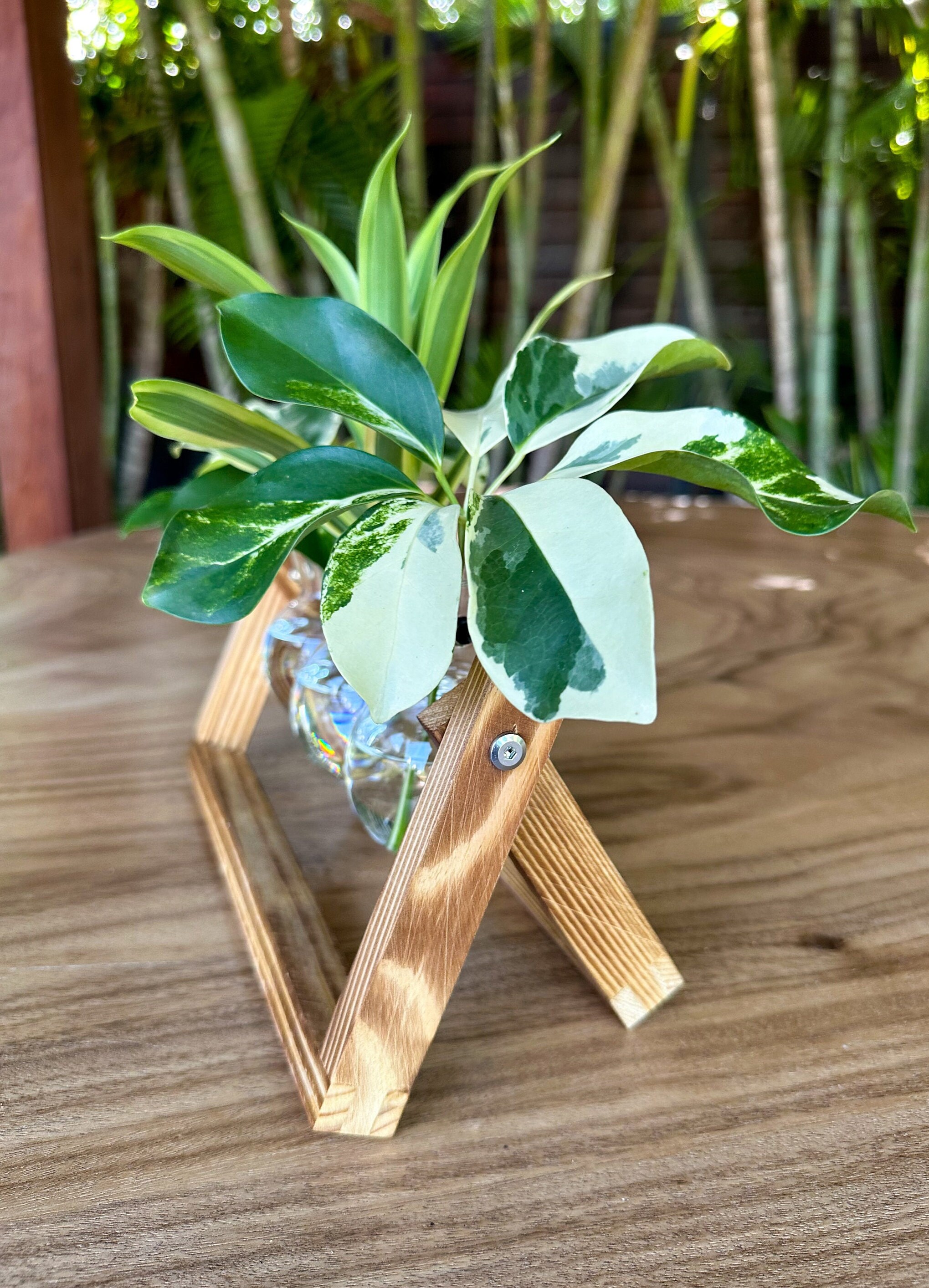 Plant Propagation Station Wooden Plant Stand With 3 Bulb Vases Perfect ...