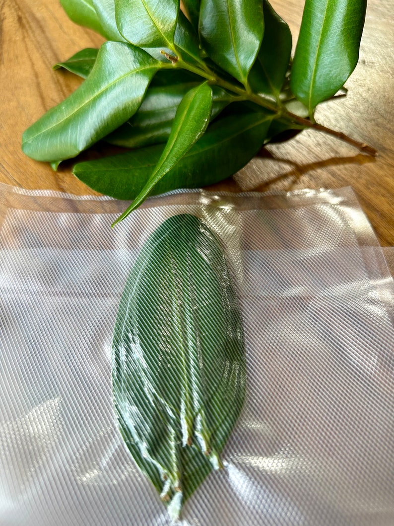 Fresh Organic Bay Rum Leaves (pimenta Racemosa) (west Indian Bay Rum ...