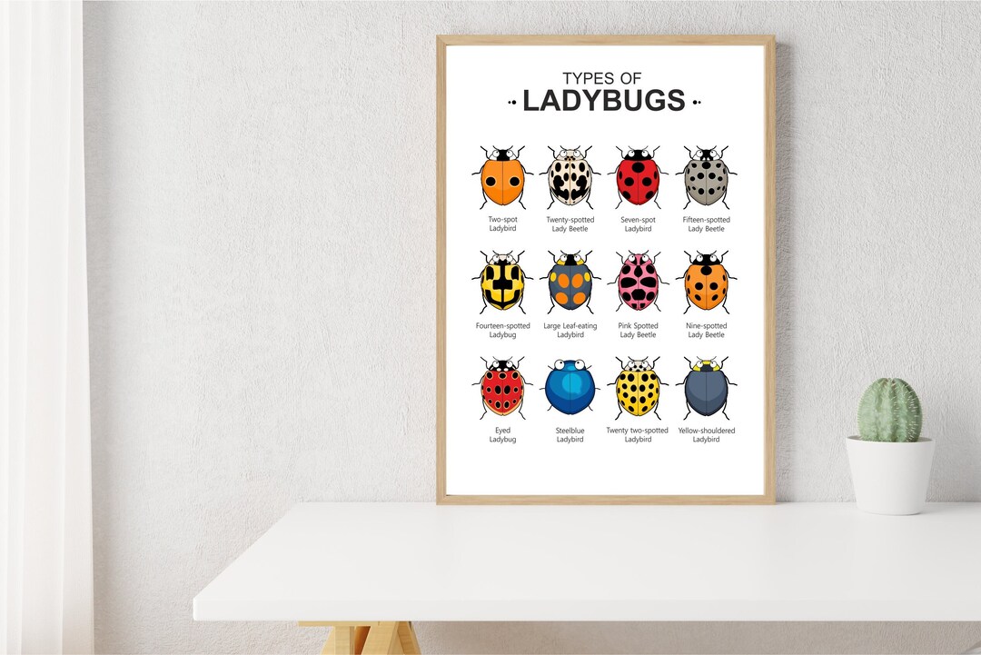 A3 Poster of Ladybug Varieties, Poster for Insect Lovers, Wall Art for ...