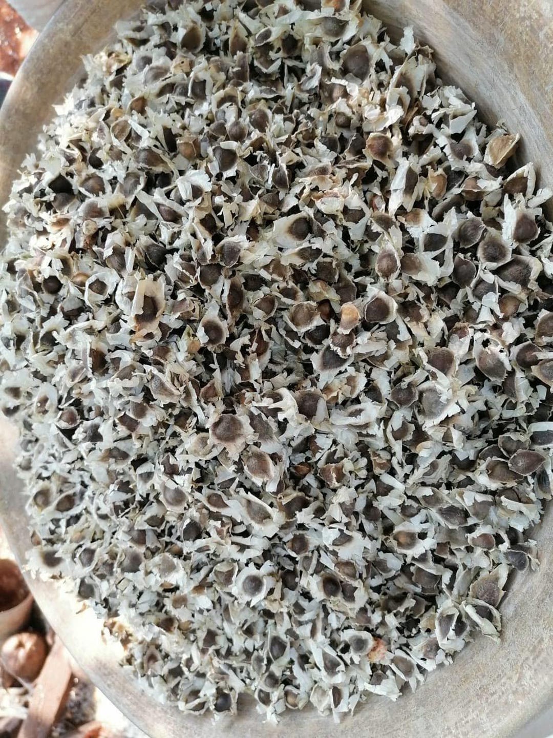 Fresh Moringa Oleifera Seeds, ODC Moringa Seeds , Saijna, Shajna ...