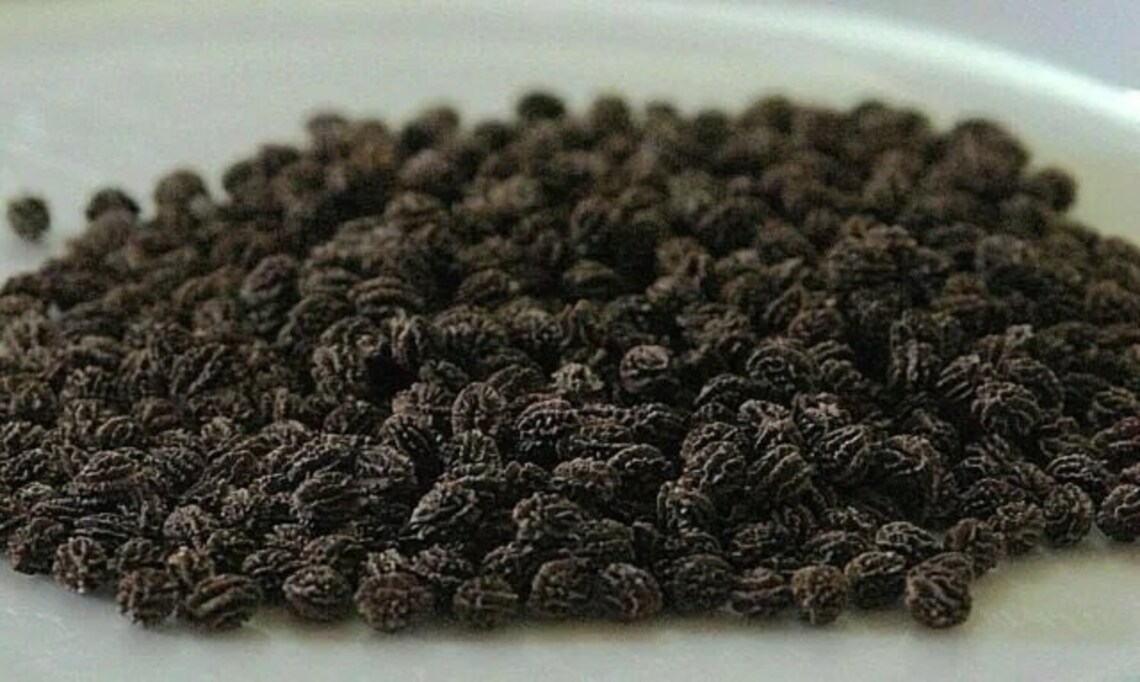 Dried Papita Seed,herbs, Seeds Papaya, Papaya Seeds, Dried Papita Beej ...