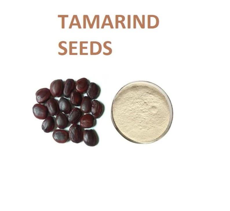 Tamarindus Indica Seed, Pure Tamarind Seeds, Imli, Imli Beej, Imli Beej ...