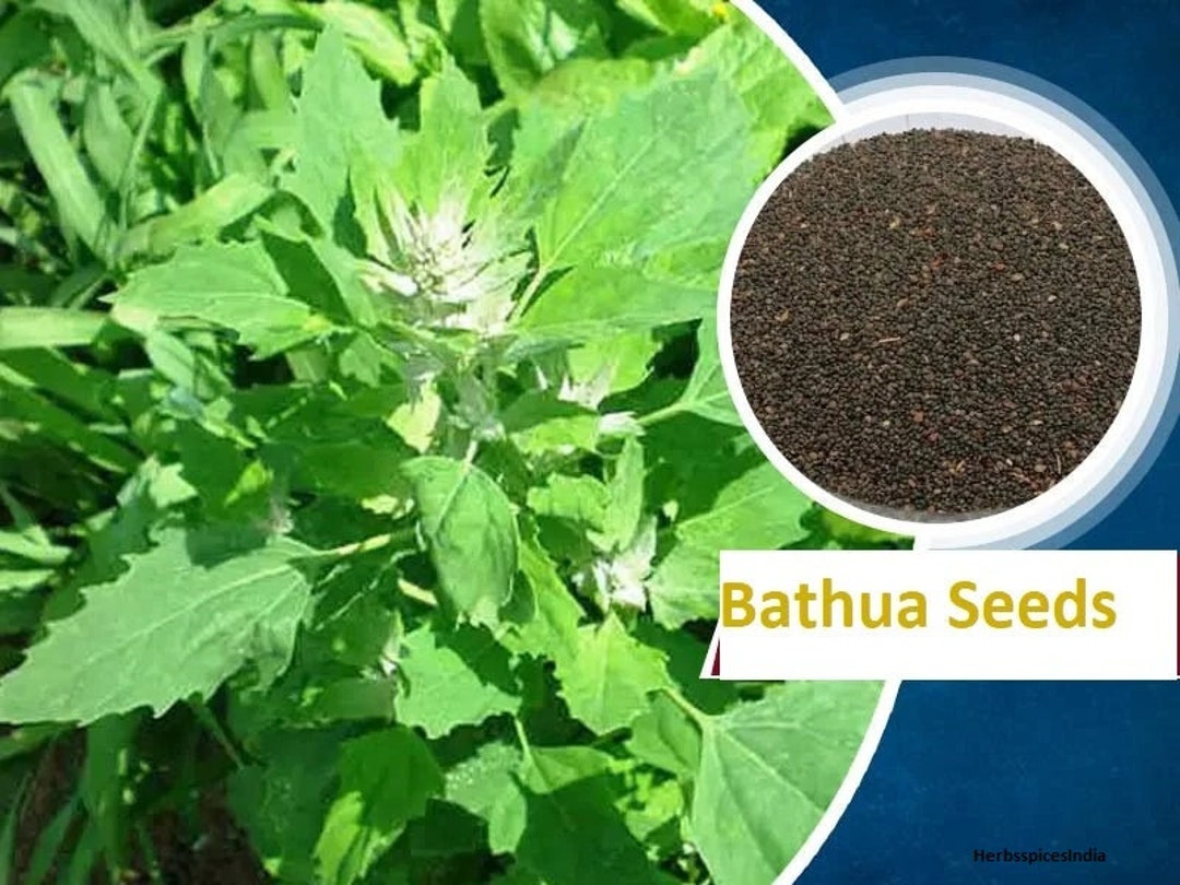 Dried Black Bathua Vegetable Seeds, Bathua Beej, Bathua Seeds ...