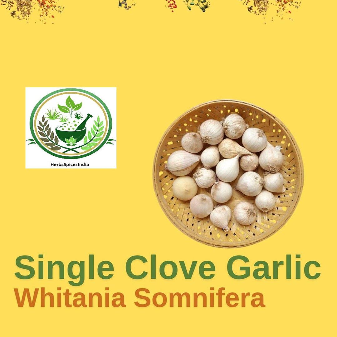 Herbsspic Single Clove Garlic,organic Solo Garlic,wild Single Clove ...