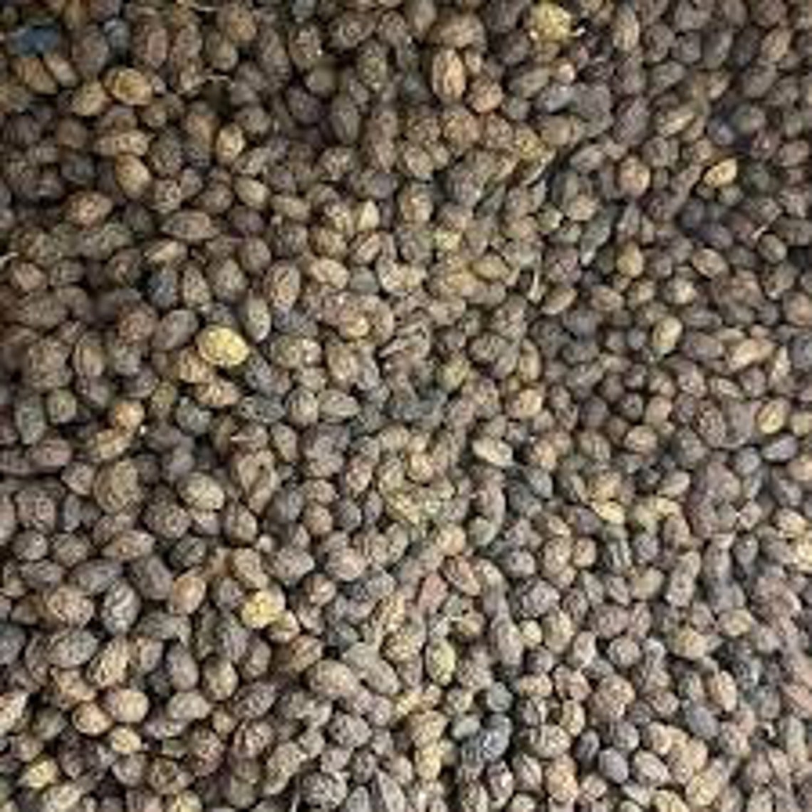 Dried Papita Seed,herbs, Seeds Papaya, Papaya Seeds, Dried Papita Beej ...