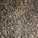 Dried Papita Seed,herbs, Seeds Papaya, Papaya Seeds, Dried Papita Beej ...