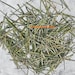 Herbsspicesindia, Somlata Whole, Somlata Powder, Ephidra Girardiana ...