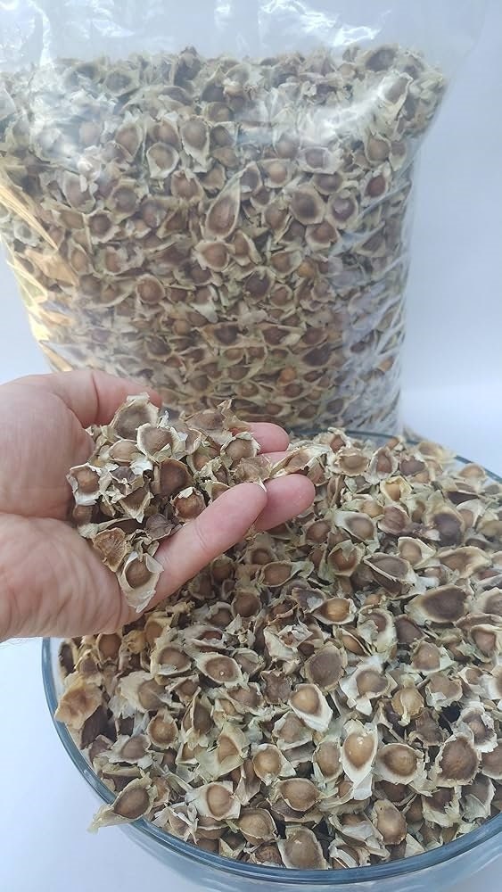Fresh Moringa Oleifera Seeds, ODC Moringa Seeds , Saijna, Shajna ...