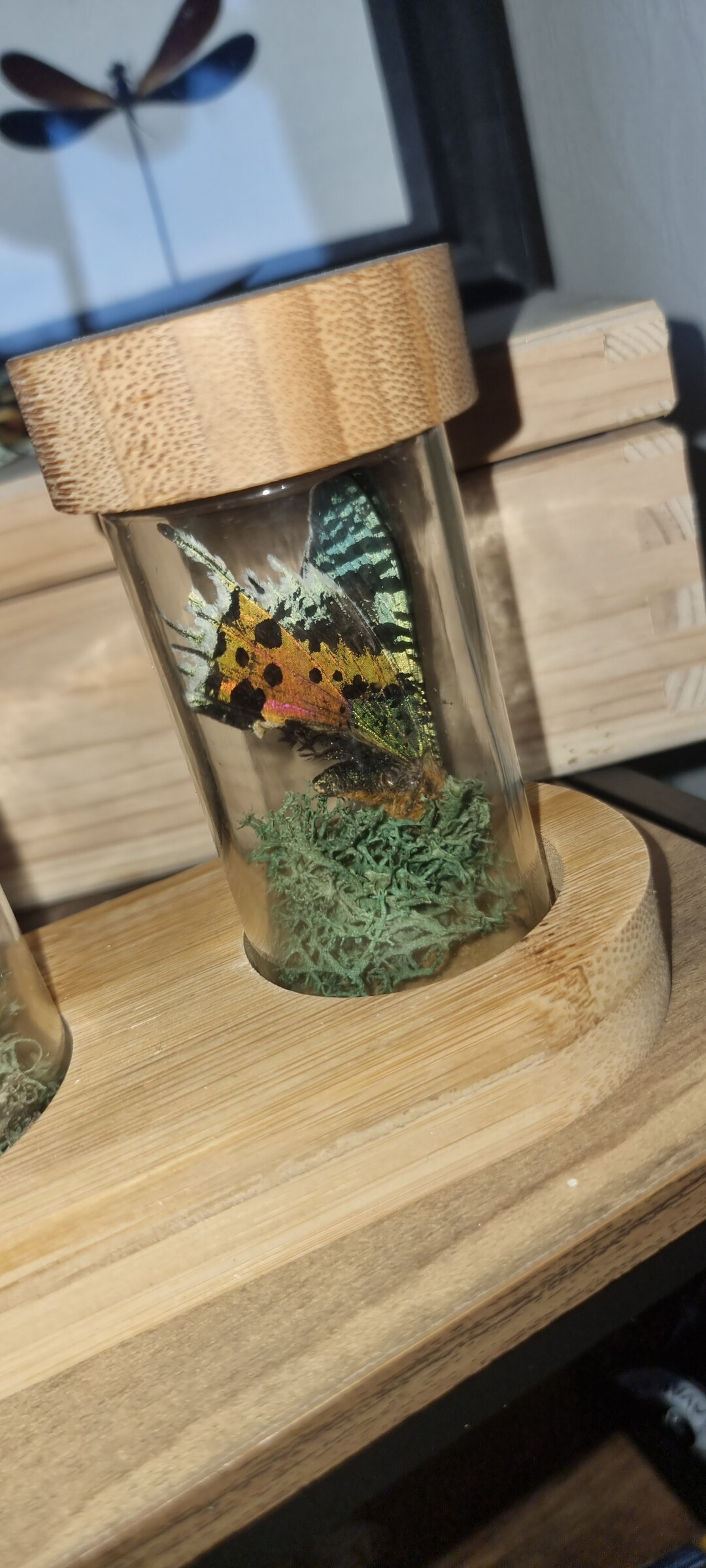 Oddities Curiosity Jars Gothic Home Decor Entomology - Etsy