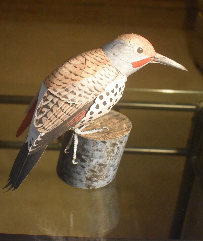 Papercraft 3D Northern Flicker Bird Paper Model - Etsy