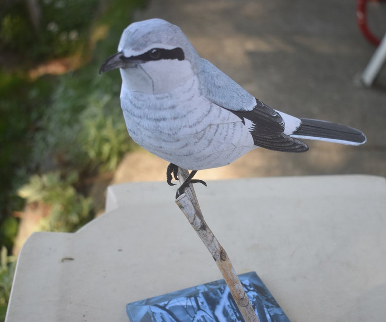 Papercraft 3D Bird Paper Model Northern Shrike 1/1 Scale - Etsy