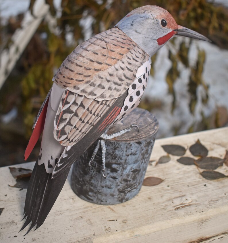 Papercraft 3D Northern Flicker Bird Paper Model - Etsy