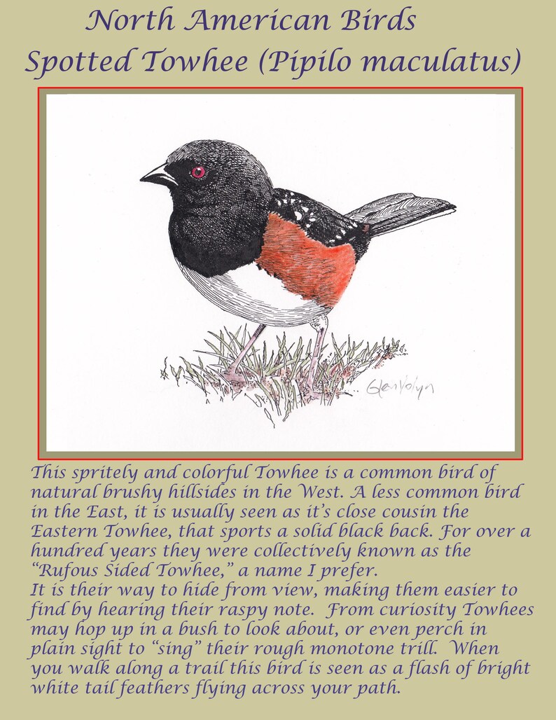 Papercraft 3D Spotted Towhee Papermodel - Etsy