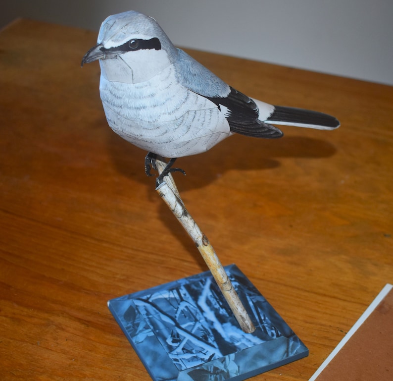 Papercraft 3D Bird Paper Model Northern Shrike 1/1 Scale - Etsy