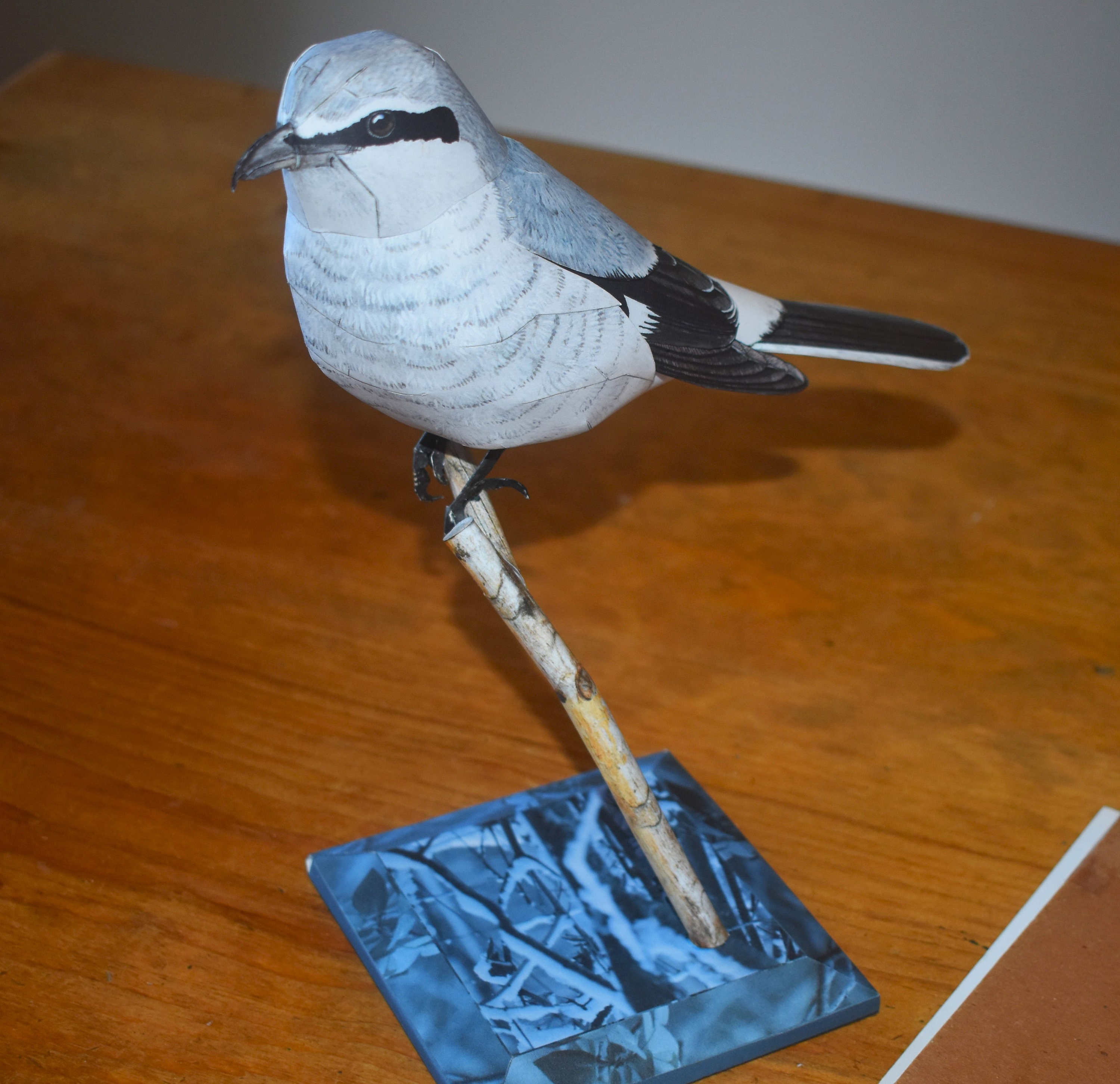 Papercraft 3D Bird Paper Model Northern Shrike 1/1 Scale - Etsy
