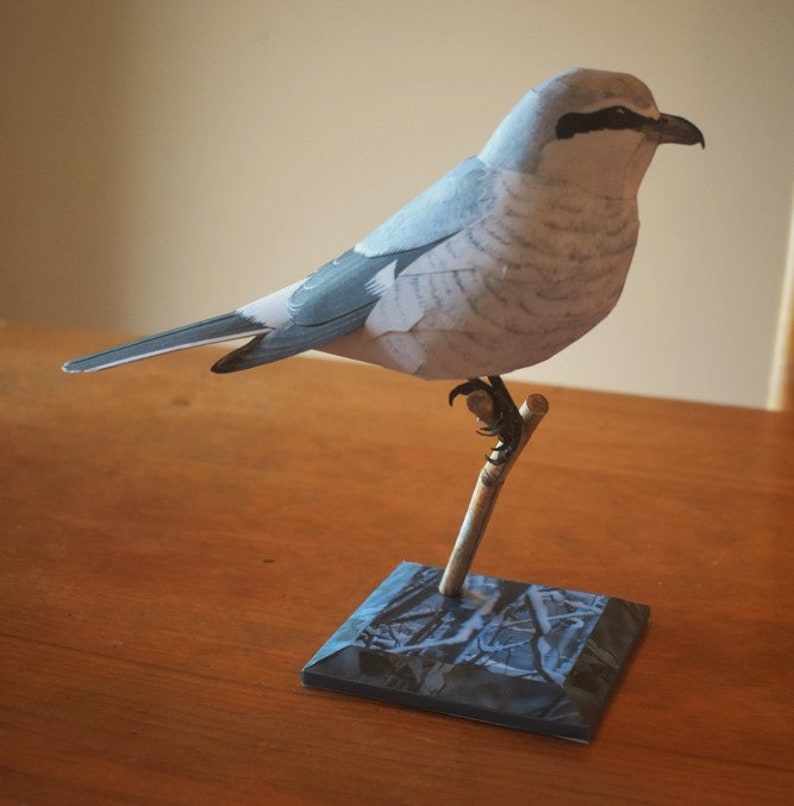 Papercraft 3D Bird Paper Model Northern Shrike 1/1 Scale - Etsy