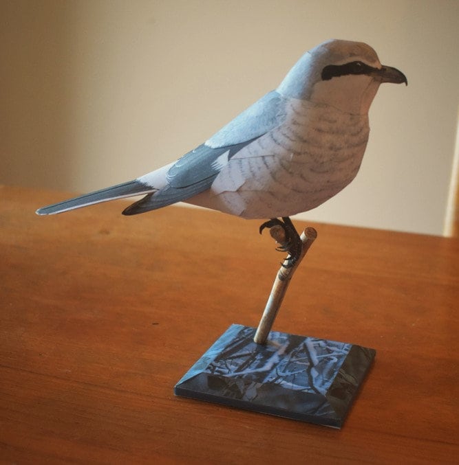 Papercraft 3D Bird Paper Model Northern Shrike 1/1 Scale - Etsy