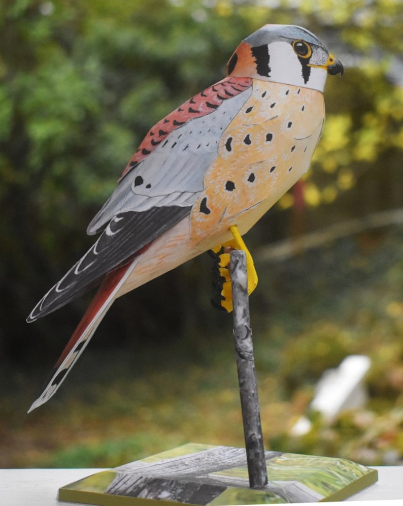 Papercraft 3D American Kestrel Realistic Bird Model 1/1 Scale - Etsy