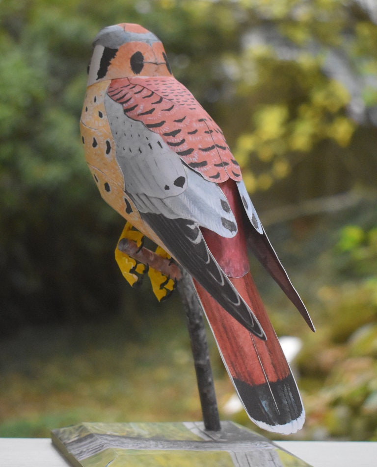 Papercraft 3D American Kestrel Realistic Bird Model 1/1 Scale - Etsy