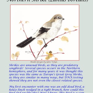 Papercraft 3D Bird Paper Model Northern Shrike 1/1 Scale - Etsy Australia