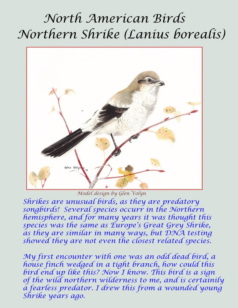 Papercraft 3D Bird Paper Model Northern Shrike 1/1 Scale - Etsy