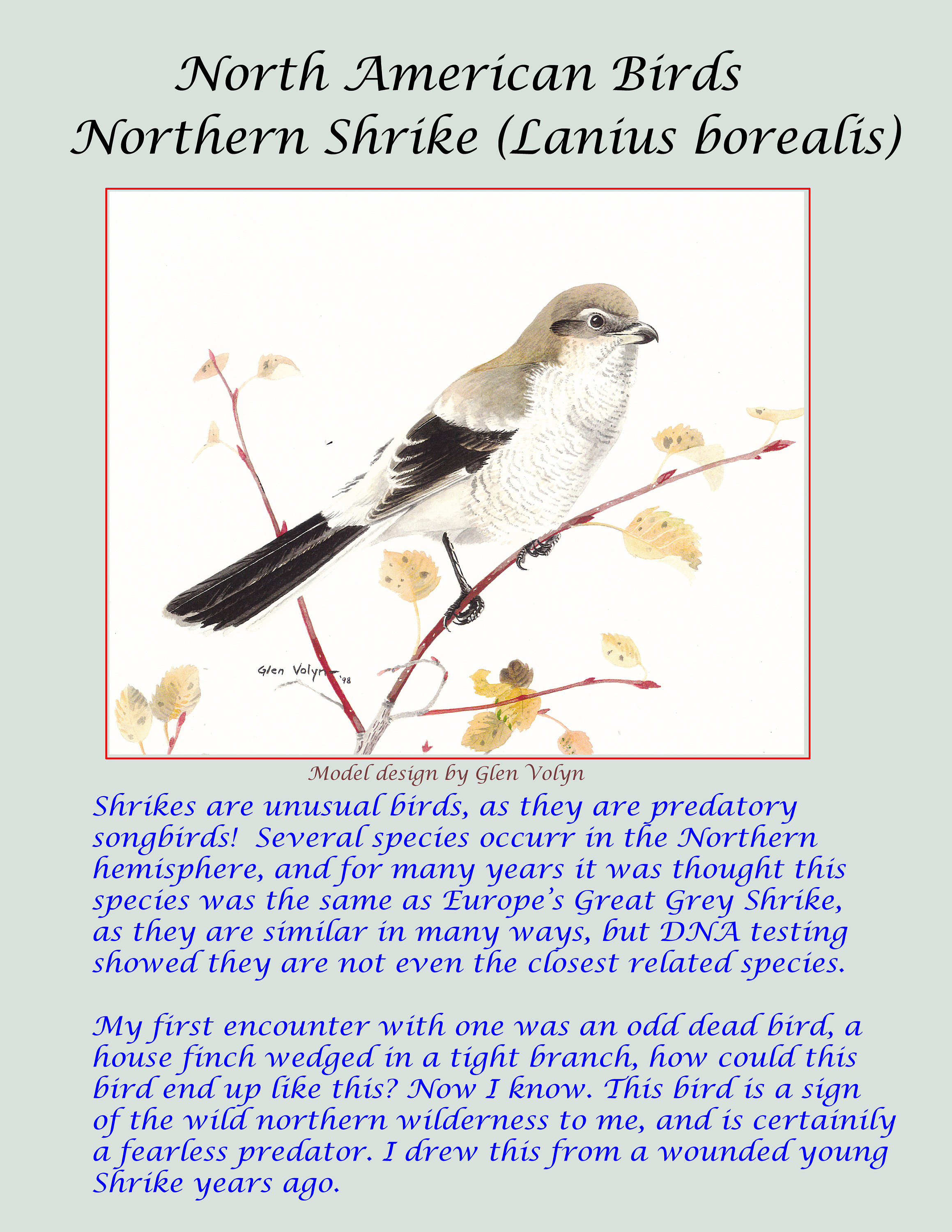 Papercraft 3D Bird Paper Model Northern Shrike 1/1 Scale - Etsy