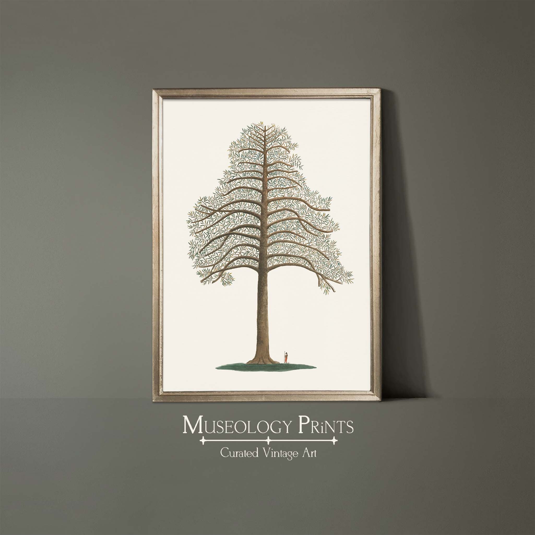 Vintage Tree Drawing | Antique Pine Tree Print | Botanical Woodland ...