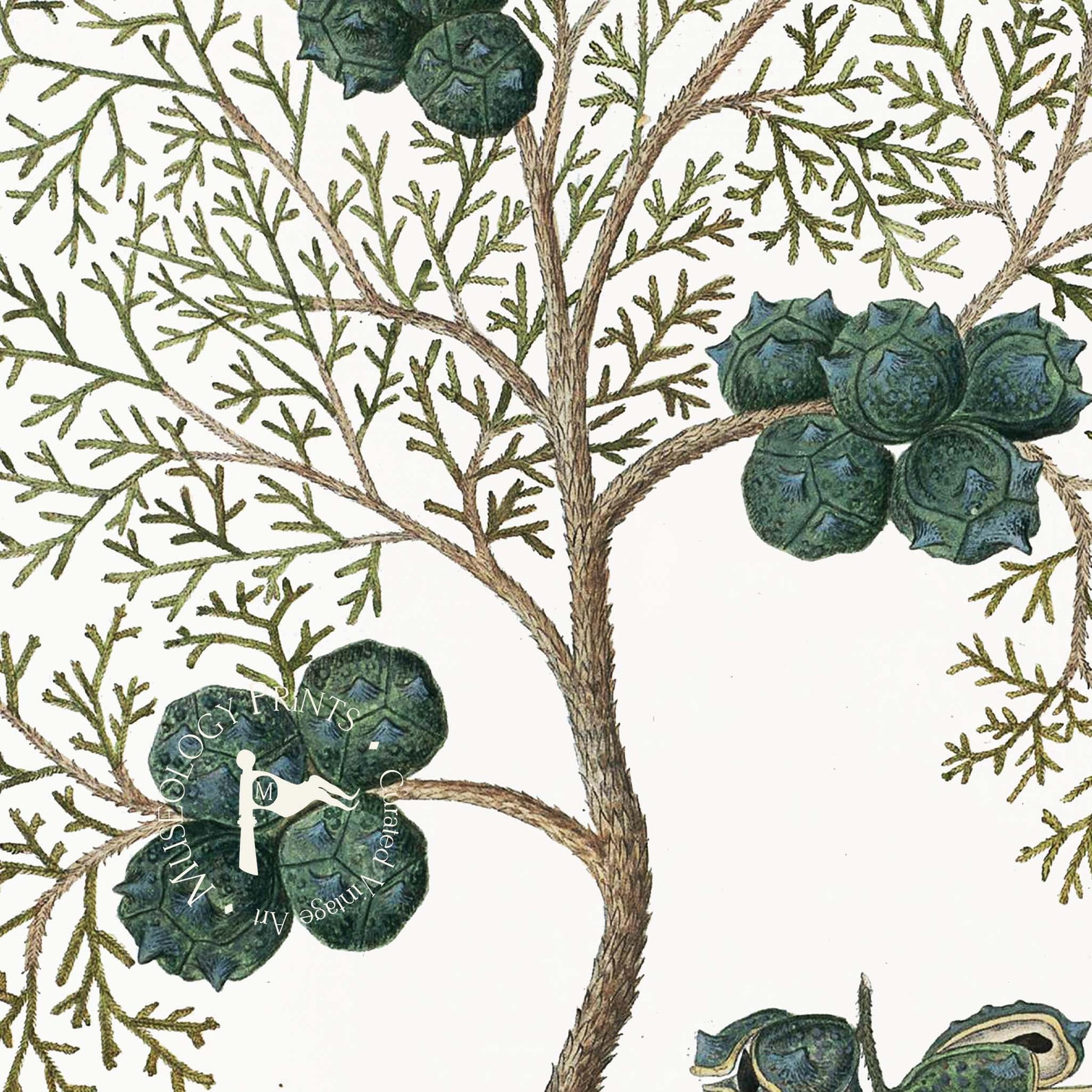 Vintage Botanical Drawing of Cypress Branch | Antique Botanical Study ...