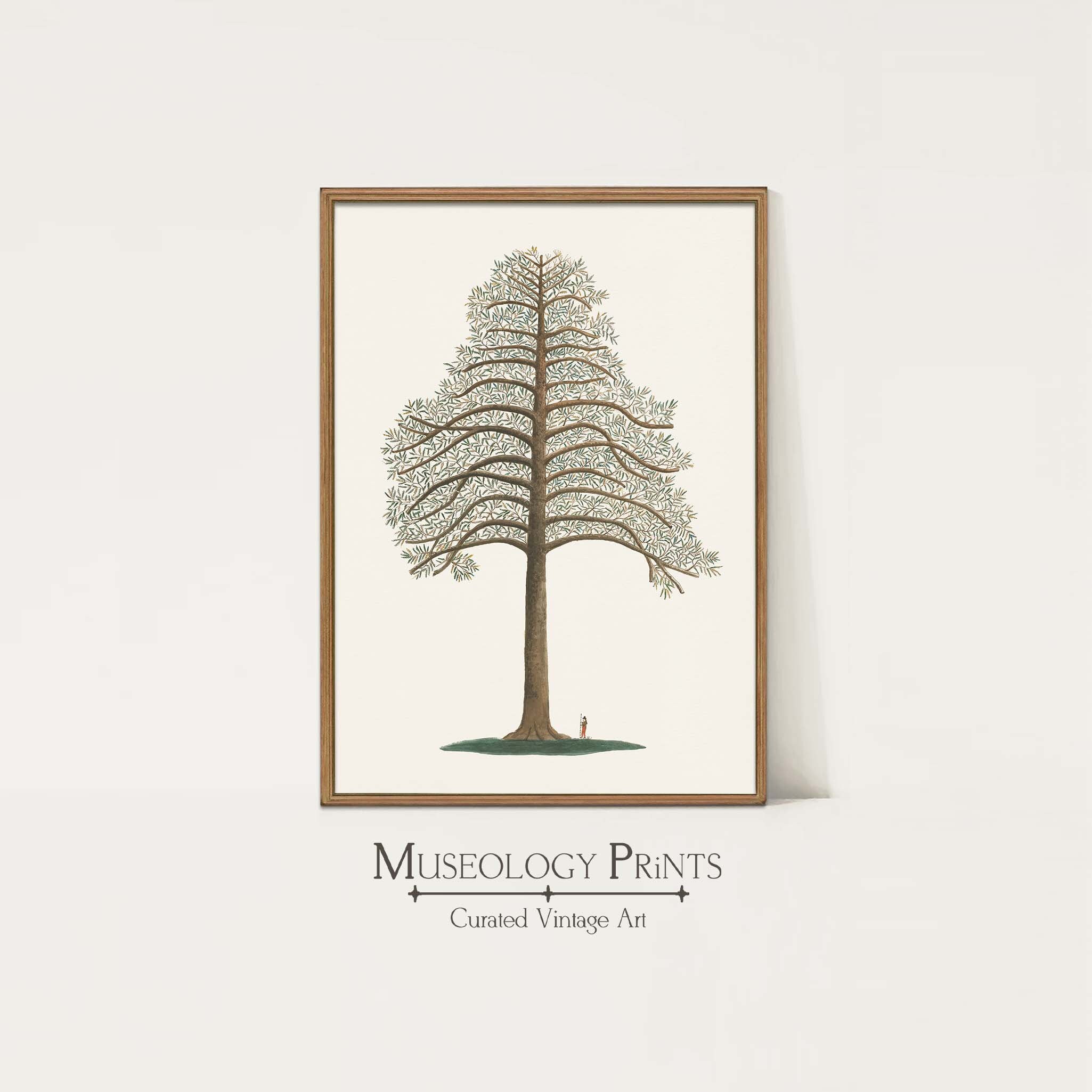 Vintage Tree Drawing | Antique Pine Tree Print | Botanical Woodland ...