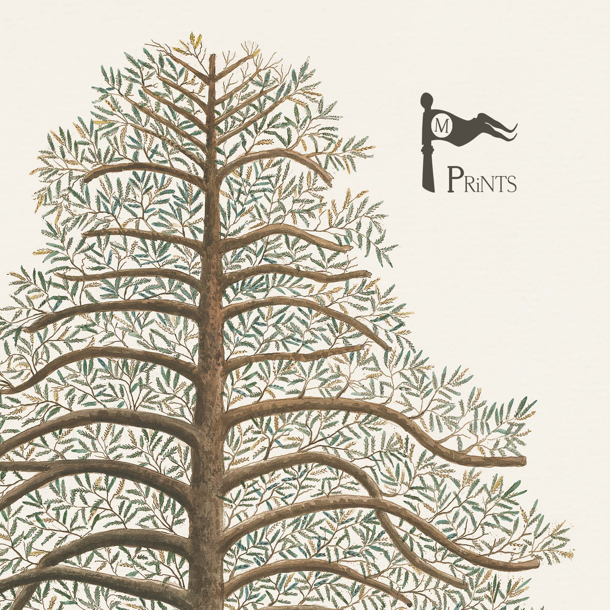Vintage Tree Drawing | Antique Pine Tree Print | Botanical Woodland ...