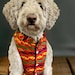 Rangoli Dog Sherwani - Etsy