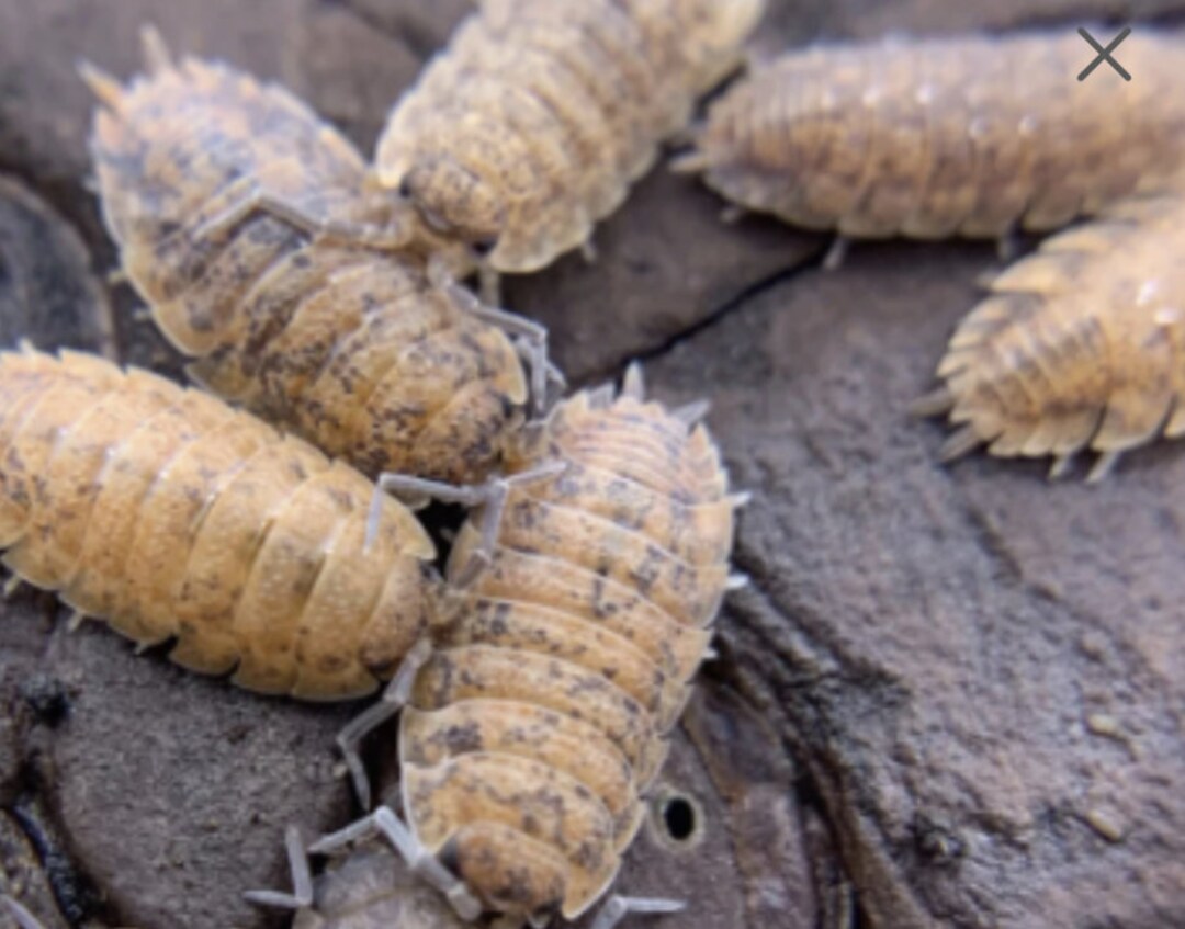 10 Count Calico Culture - Etsy