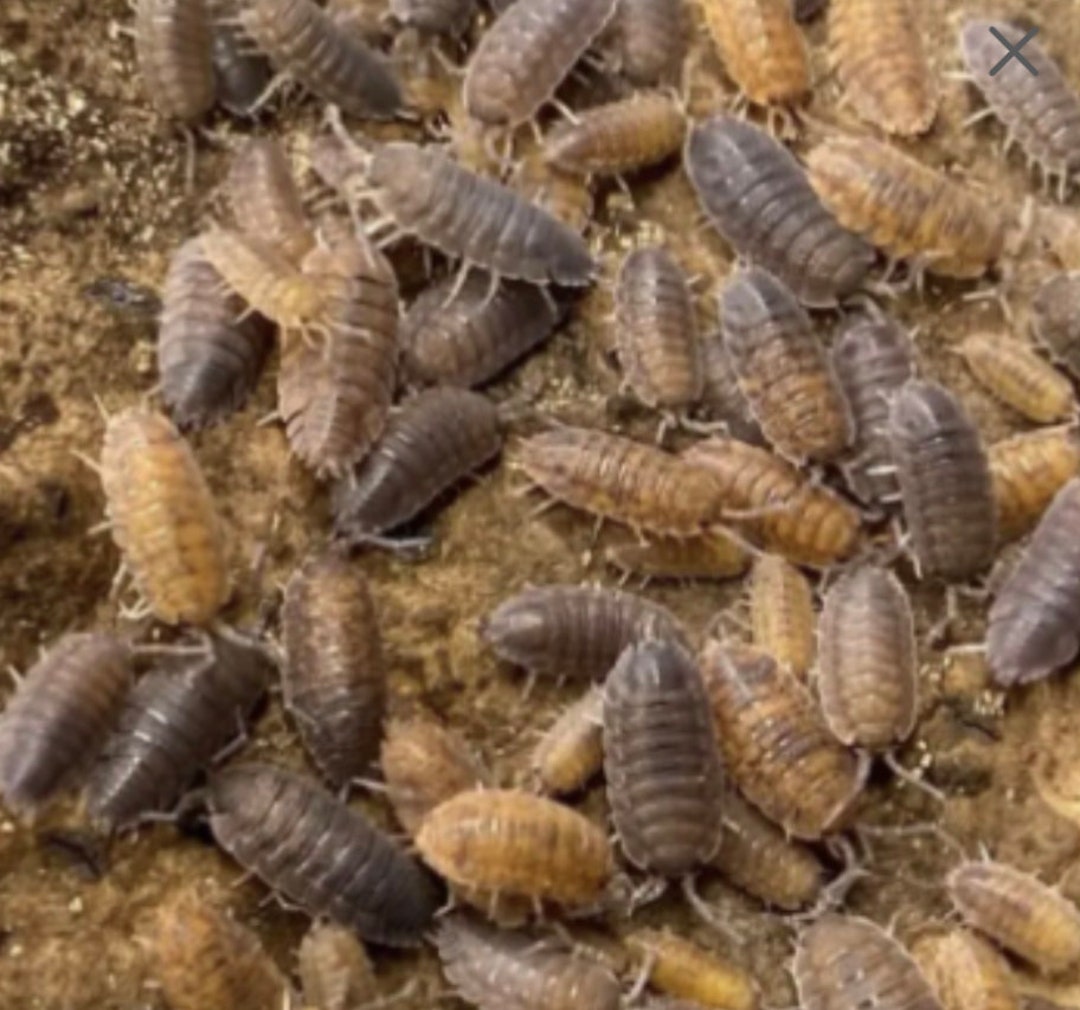 10 Calico Culture - Etsy