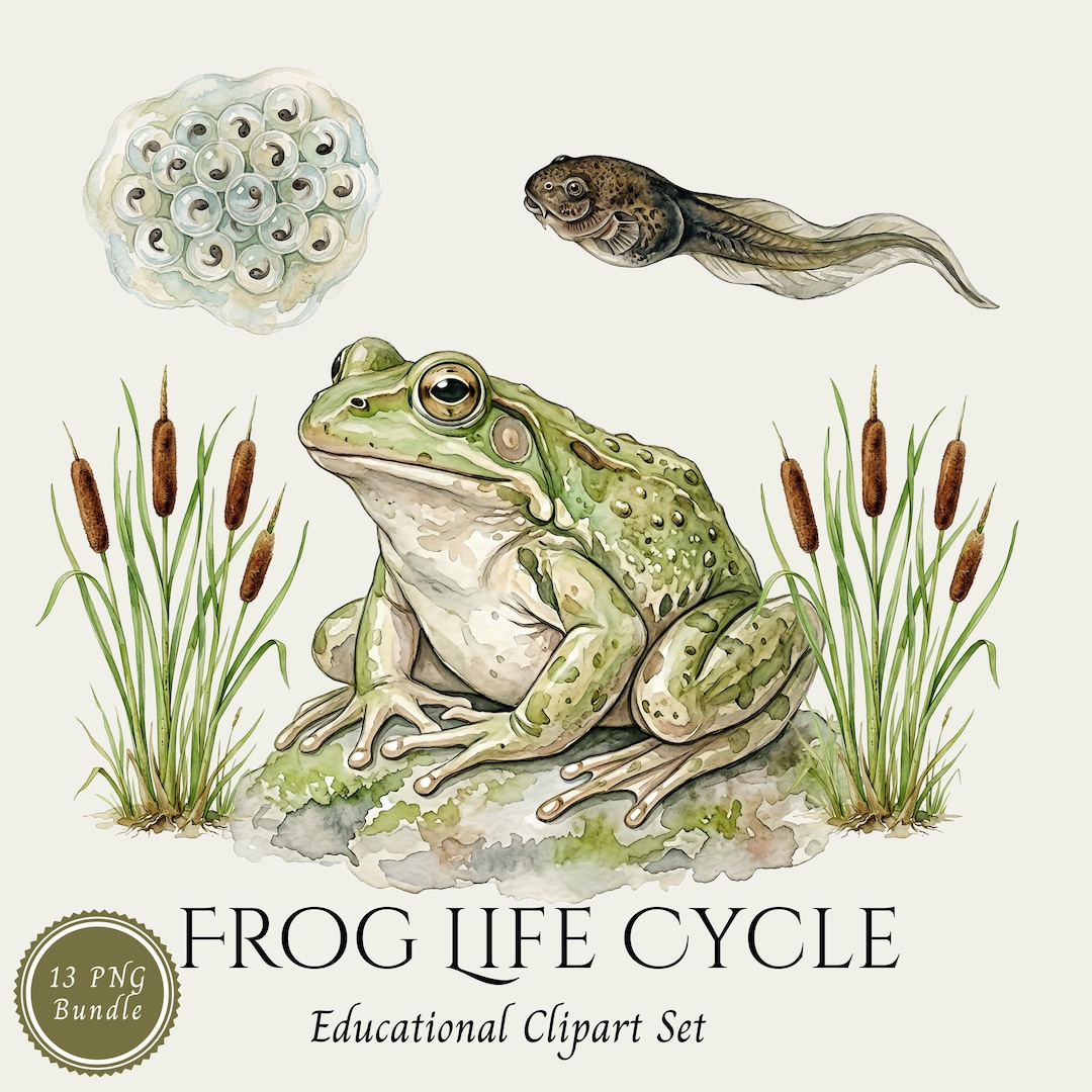 Watercolor Frog Life Cycle Clipart | Tadpole, Froglet, Adult Stages ...