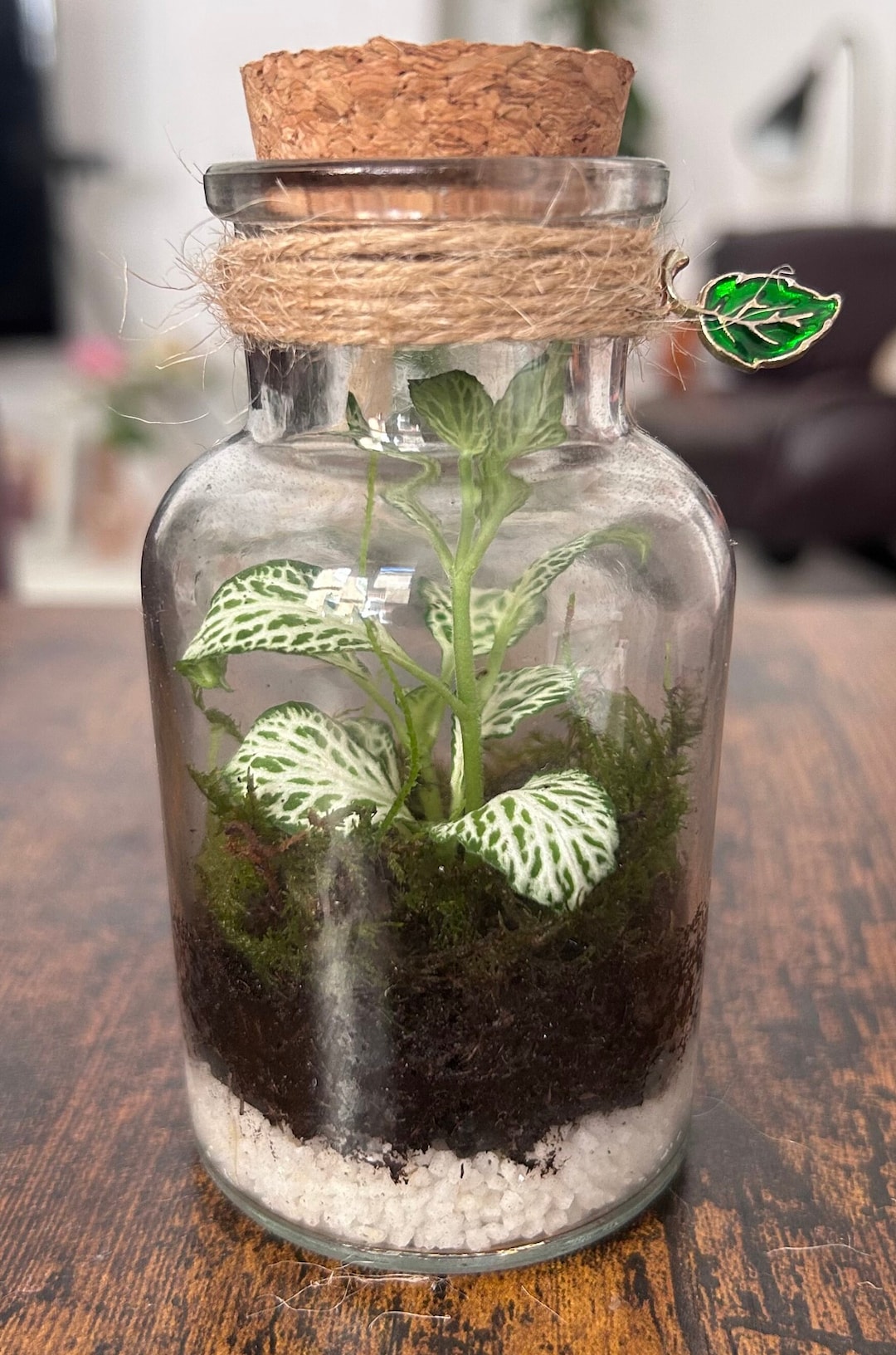 DIY Mini Terrarium Kit - Etsy UK