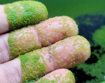 Wolffia Globosa is a Smallest Flowering Plant on Earth, Floating Plant ...